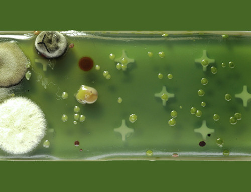 Science Experiment: Which Food Will Mold The Fastest? - Precision ...